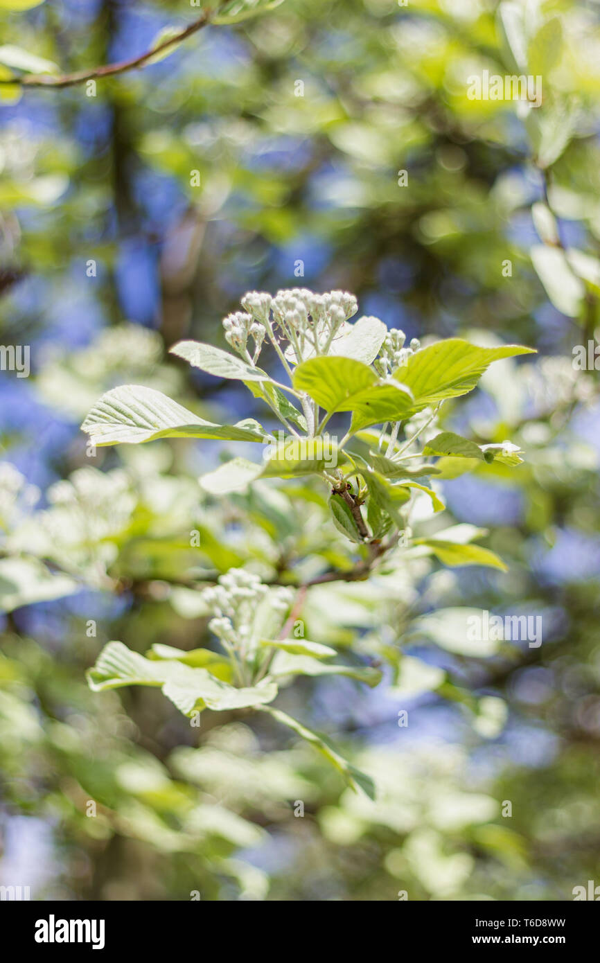 Sunlit spring leaves on a tree Stock Photo - Alamy