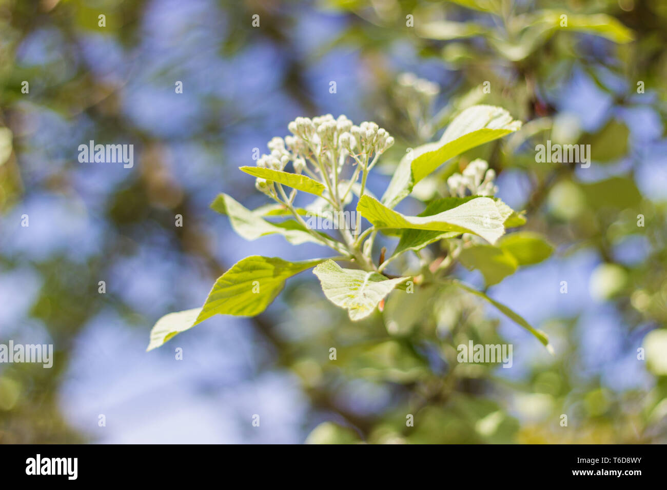Sunlit spring leaves on a tree Stock Photo - Alamy
