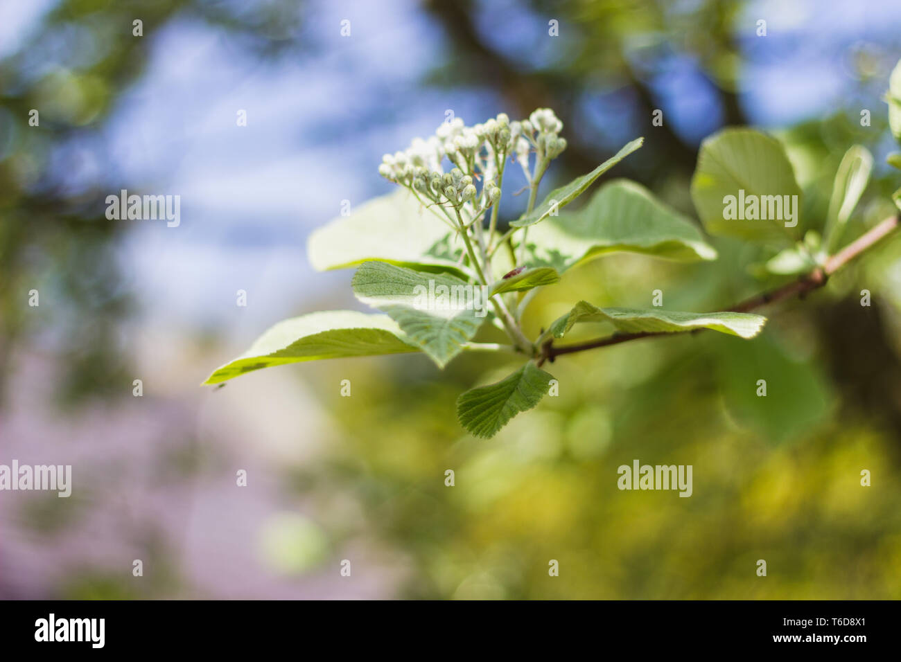 Sunlit spring leaves on a tree Stock Photo - Alamy