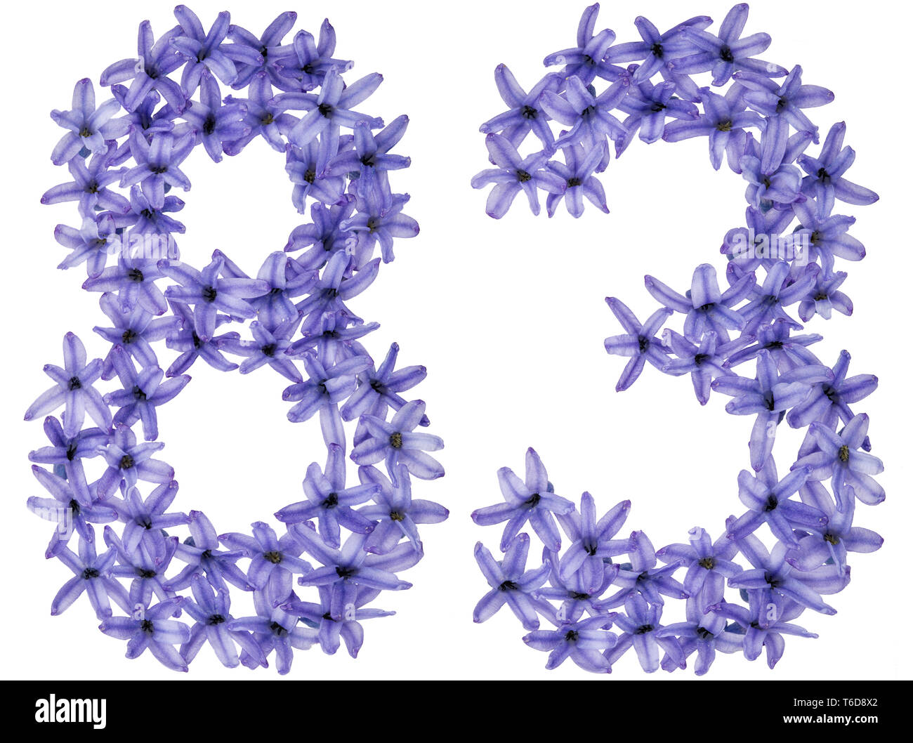 Numeral 83, eighty three, from natural flowers of hyacinth, isolated on ...
