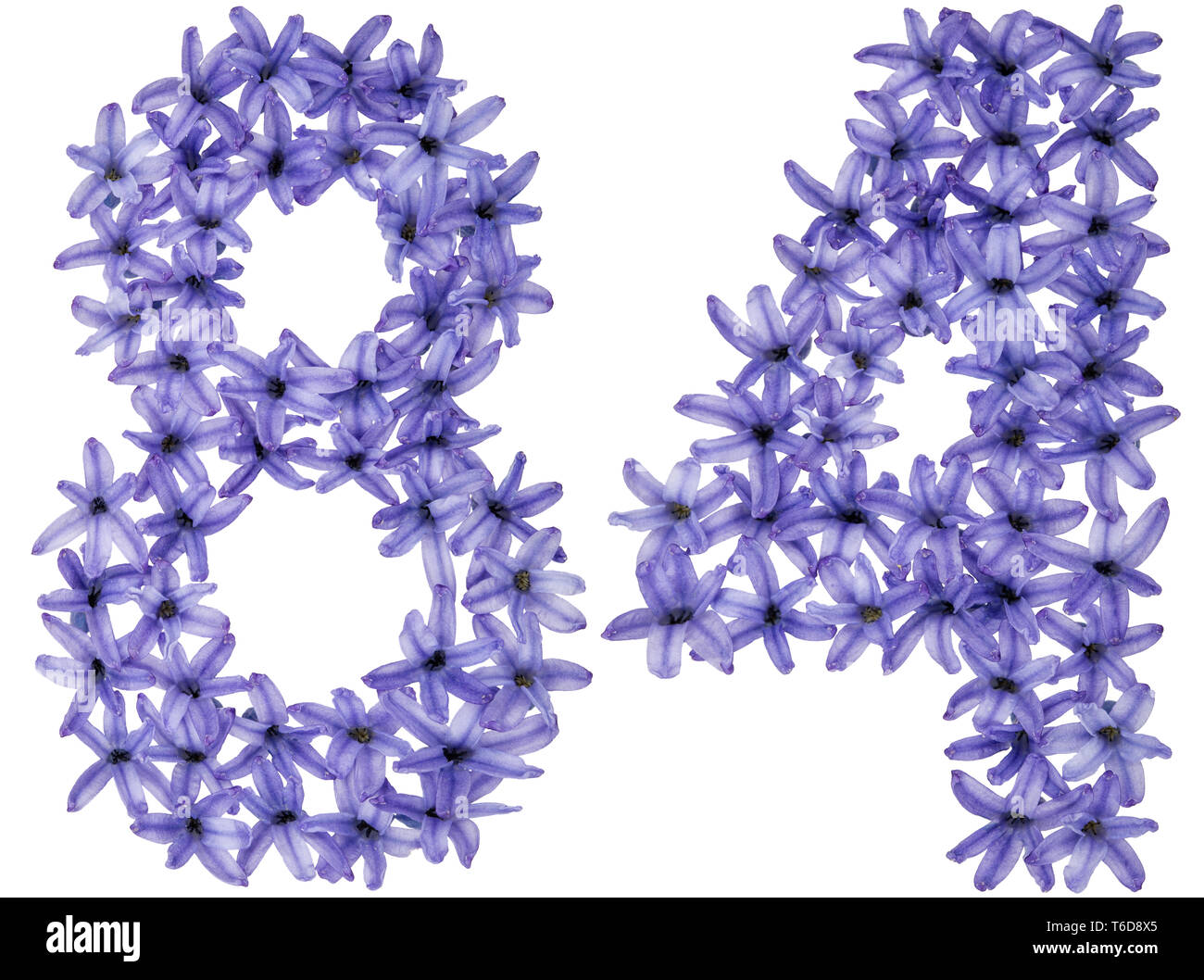 Numeral 84, eighty four, from natural flowers of hyacinth, isolated on ...
