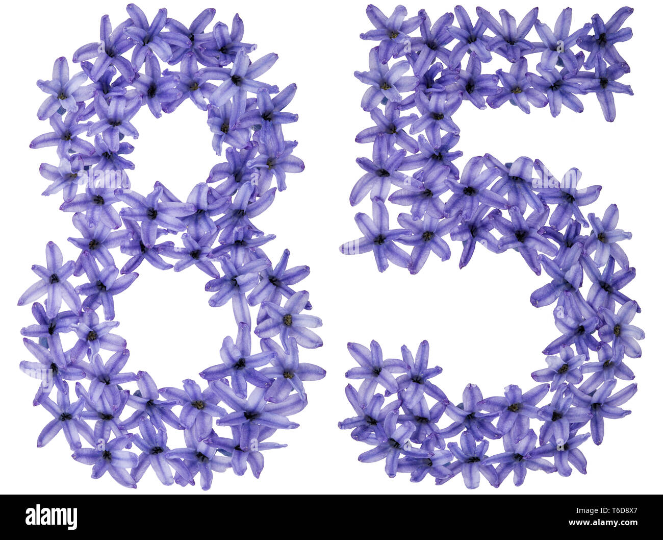 Numeral 85, eighty five, from natural flowers of hyacinth, isolated on ...