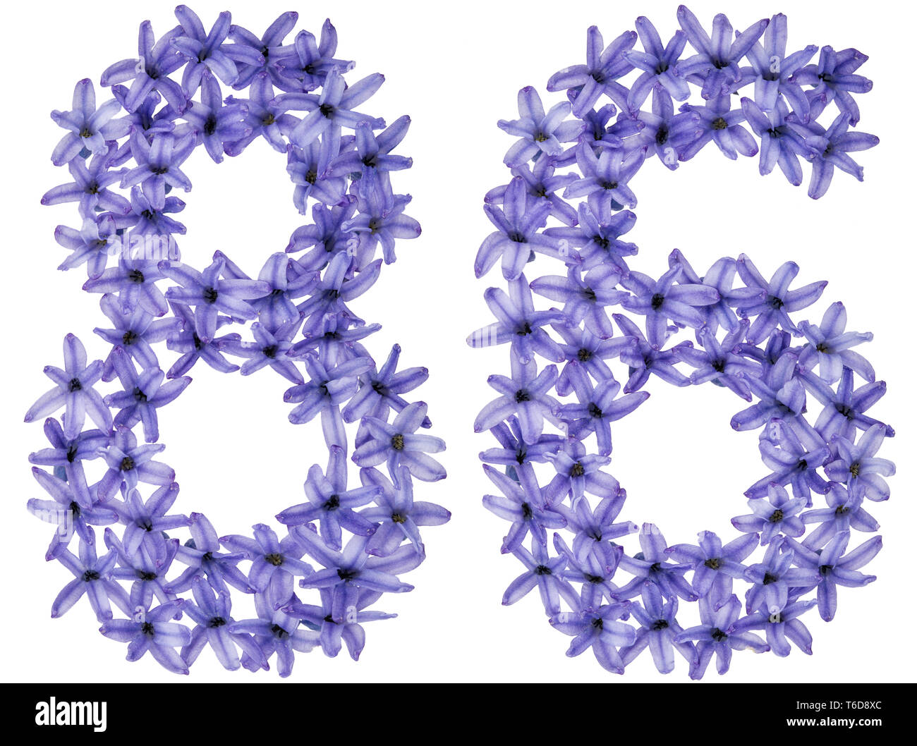 Numeral 86, eighty six, from natural flowers of hyacinth, isolated on ...