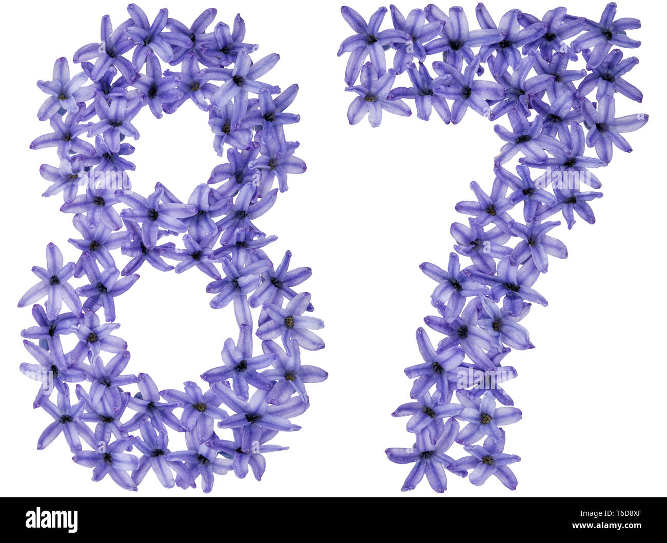 Numeral 87, eighty seven, from natural flowers of hyacinth, isolated on ...