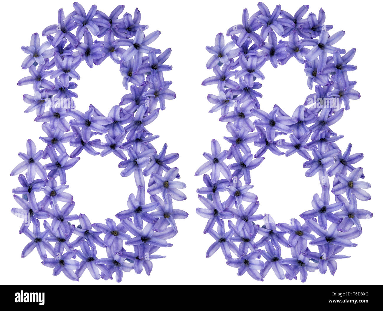 Numeral 88, eighty eight, from natural flowers of hyacinth, isolated on ...