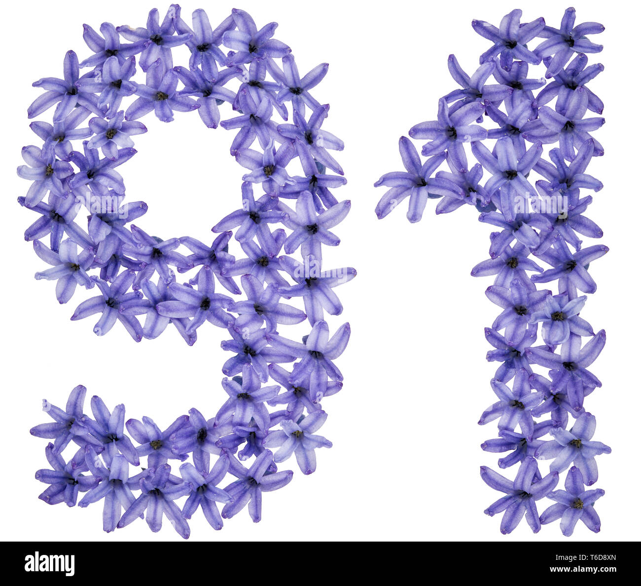 Numeral 91, ninety one, from natural flowers of hyacinth, isolated on white background Stock ...