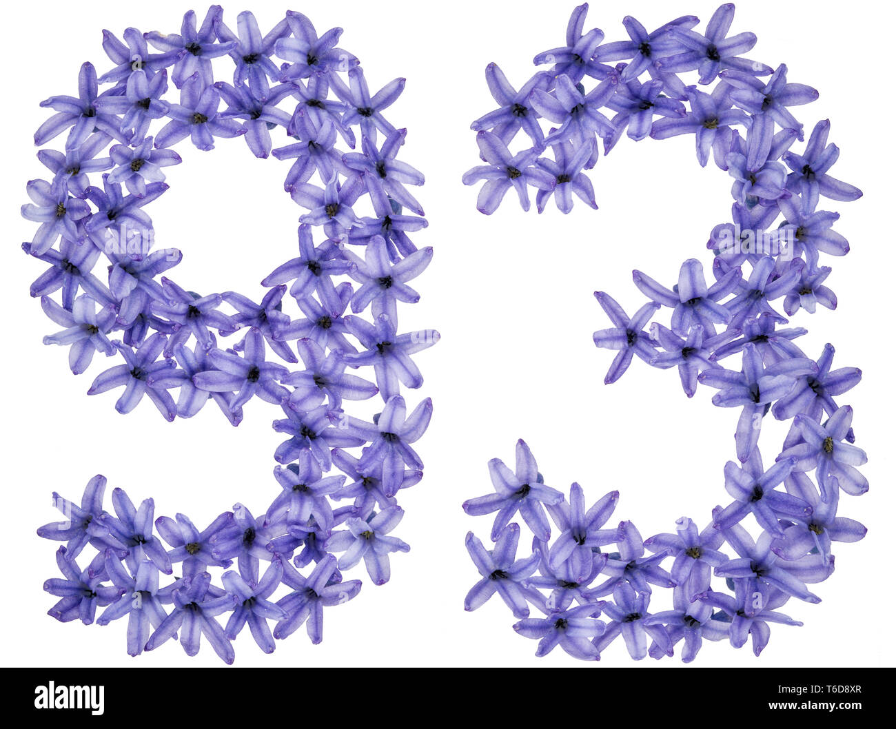 Numeral 93, ninety three, from natural flowers of hyacinth, isolated on ...