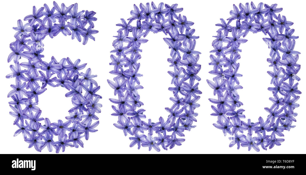 Numeral 600, six hundred, from natural flowers of hyacinth, isolated on ...