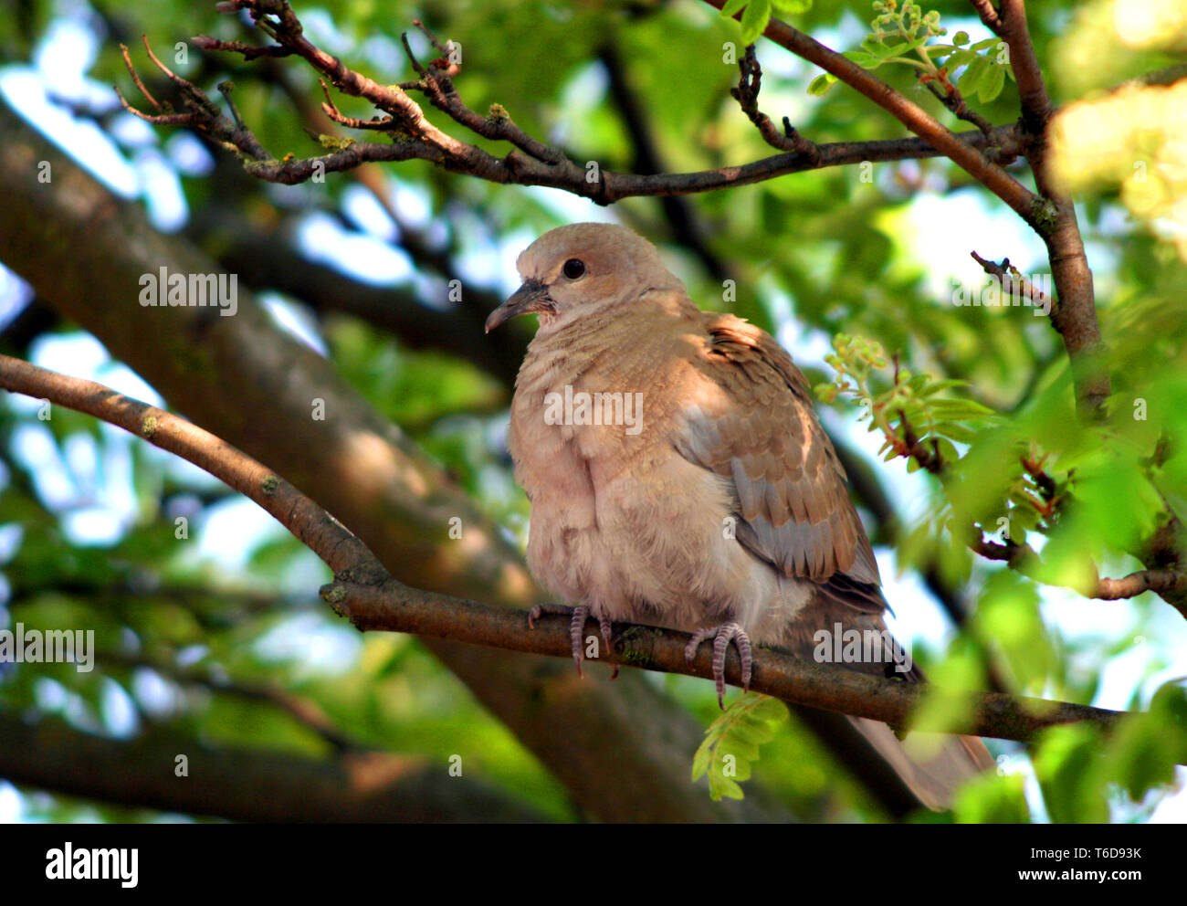 Dove fledgling hi-res stock photography and images - Alamy