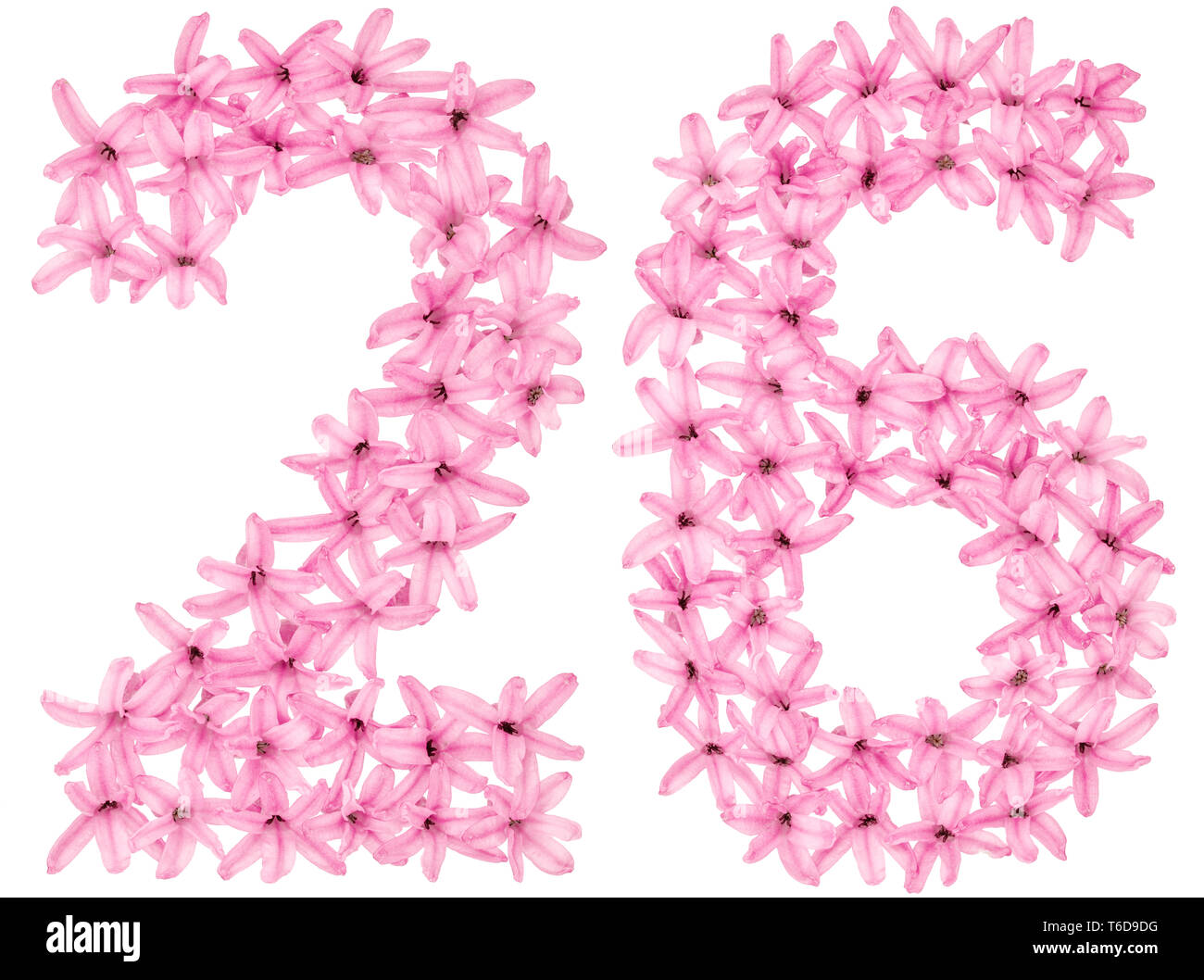 Numeral 26, twenty six, from natural flowers of hyacinth, isolated on ...