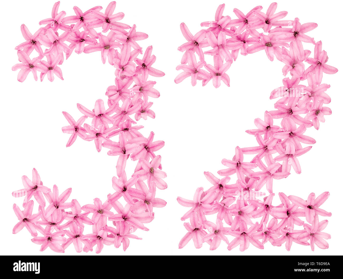 Numeral 32, thirty two, from natural flowers of hyacinth, isolated on ...
