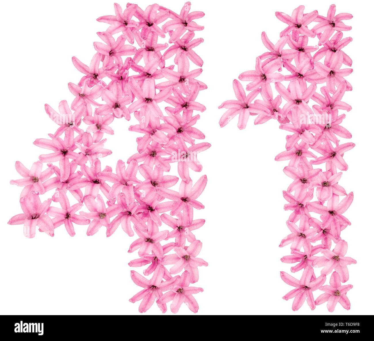 Numeral 41, forty one, from natural flowers of hyacinth, isolated on ...