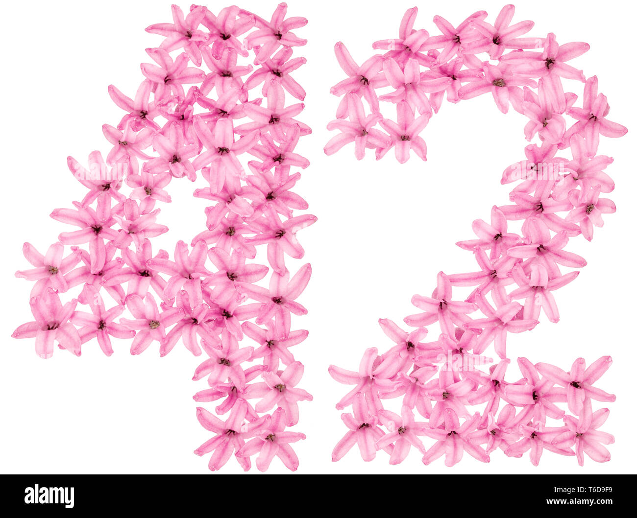 Numeral 42, forty two, from natural flowers of hyacinth, isolated on ...