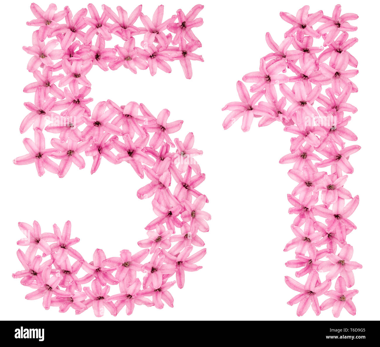 Numeral 51, fifty one, from natural flowers of hyacinth, isolated on ...