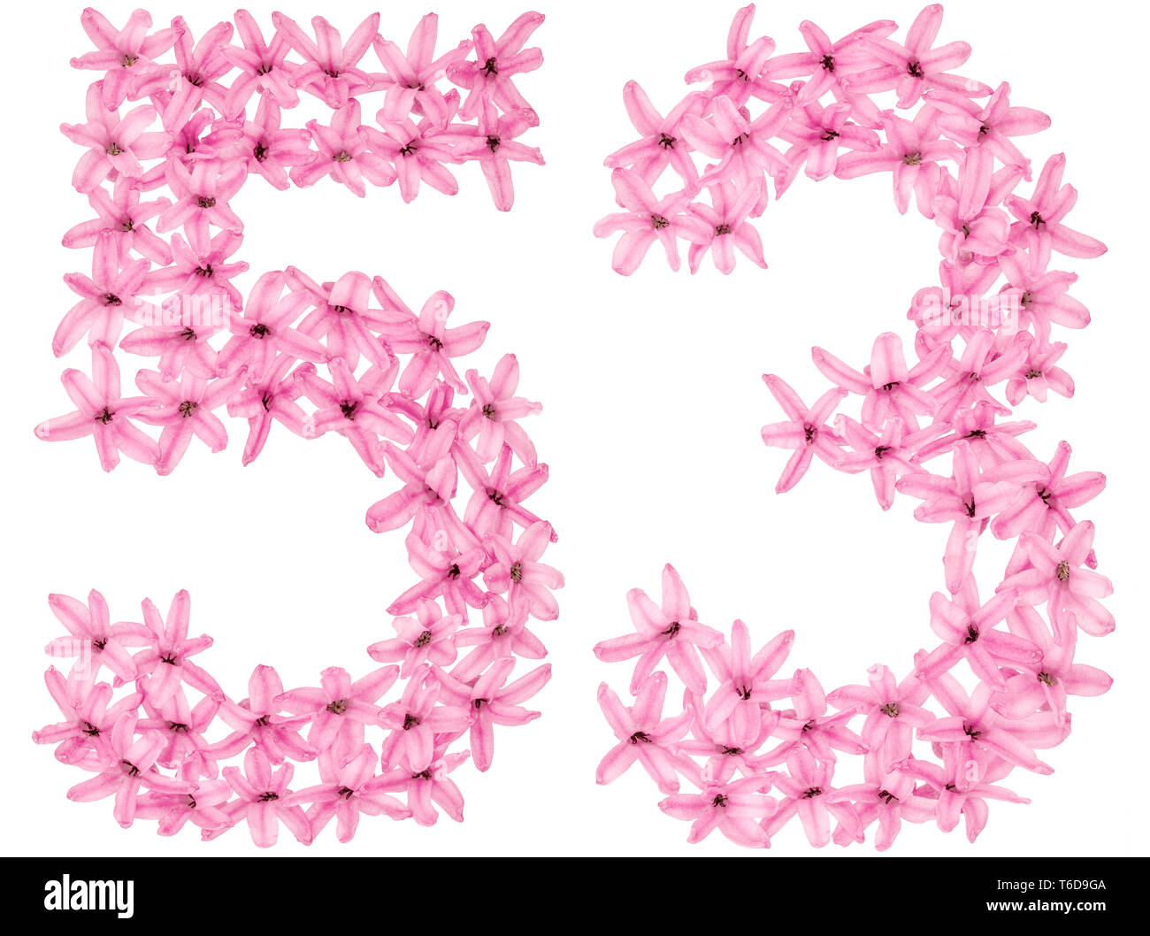 Numeral 53, fifty three, from natural flowers of hyacinth, isolated on ...