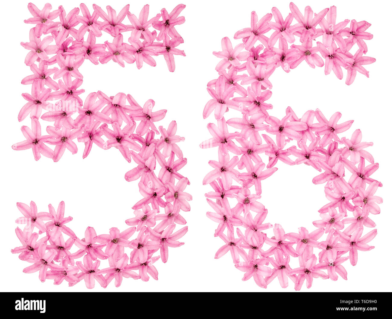 Numeral 56, fifty six, from natural flowers of hyacinth, isolated on ...