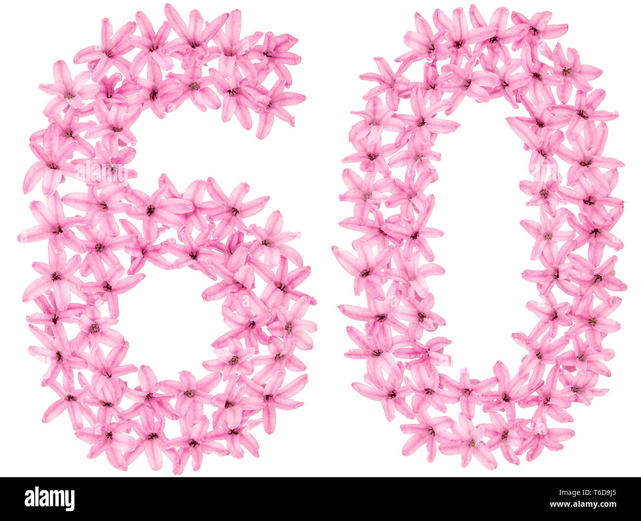 Numeral 60, sixty, six, from natural flowers of hyacinth, isolated on ...