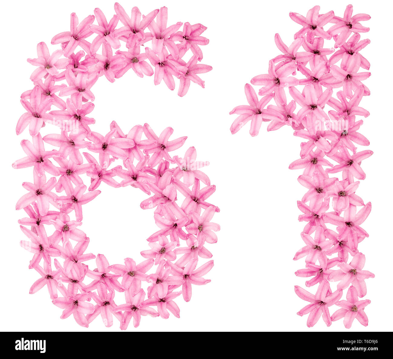 Numeral 61, sixty one, from natural flowers of hyacinth, isolated on ...