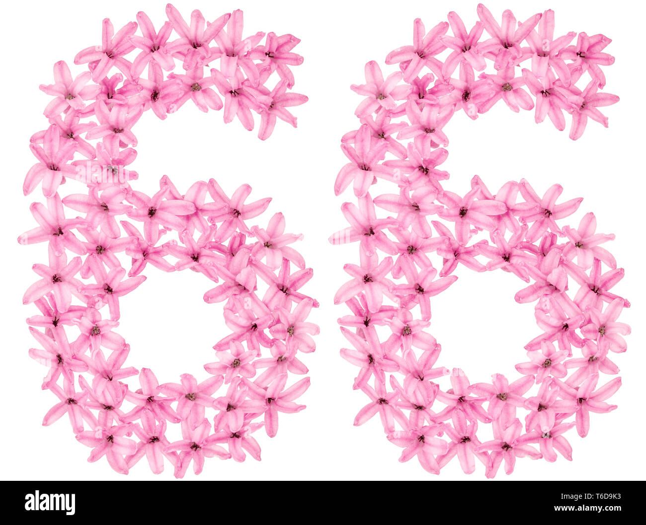 Numeral 66, sixty six, from natural flowers of hyacinth, isolated on ...