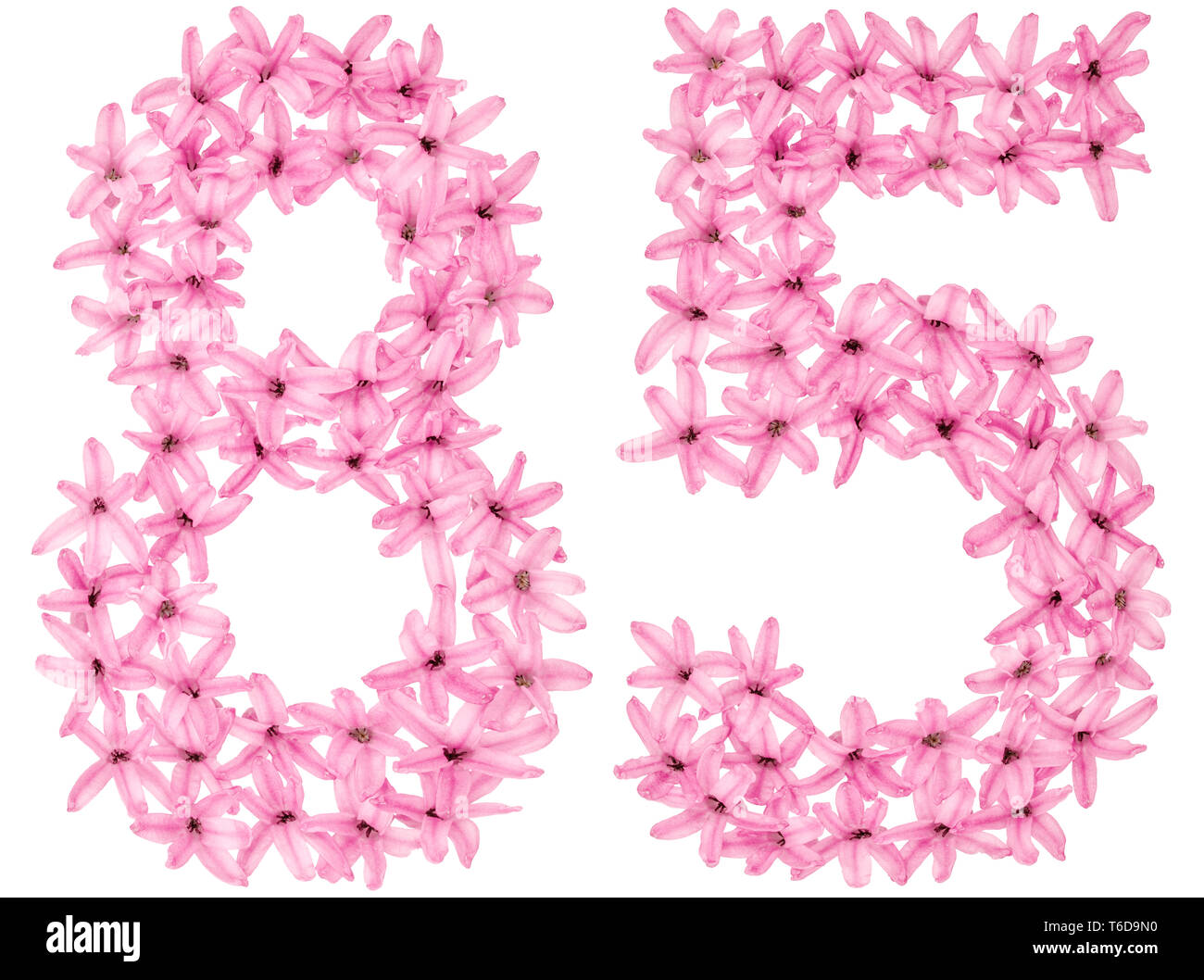 Numeral 85, eighty five, from natural flowers of hyacinth, isolated on ...
