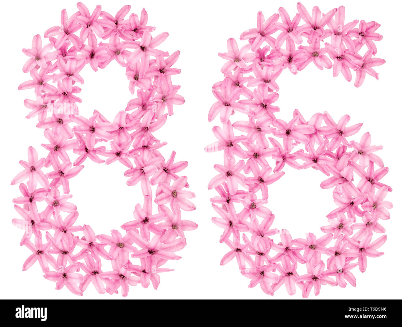 Numeral 86, eighty six, from natural flowers of hyacinth, isolated on ...