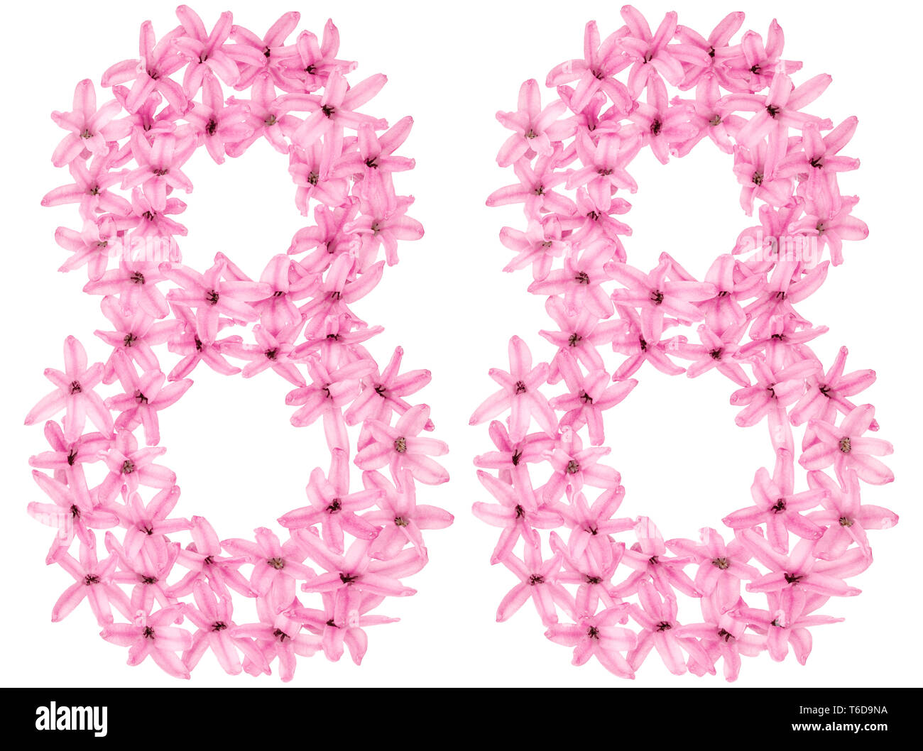 Numeral 88, eighty eight, from natural flowers of hyacinth, isolated on ...