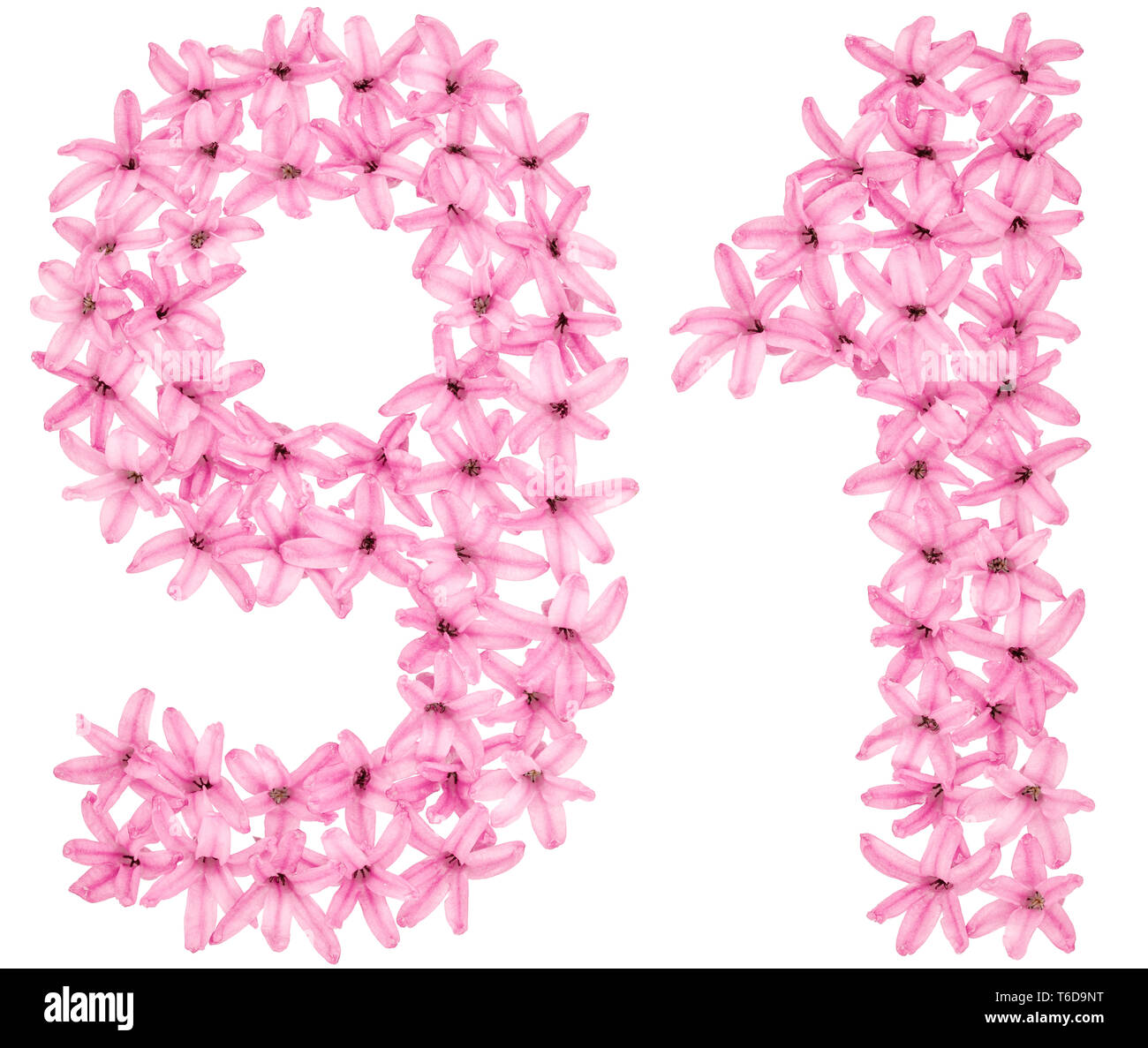 Numeral 91, ninety one, from natural flowers of hyacinth, isolated on white background Stock ...