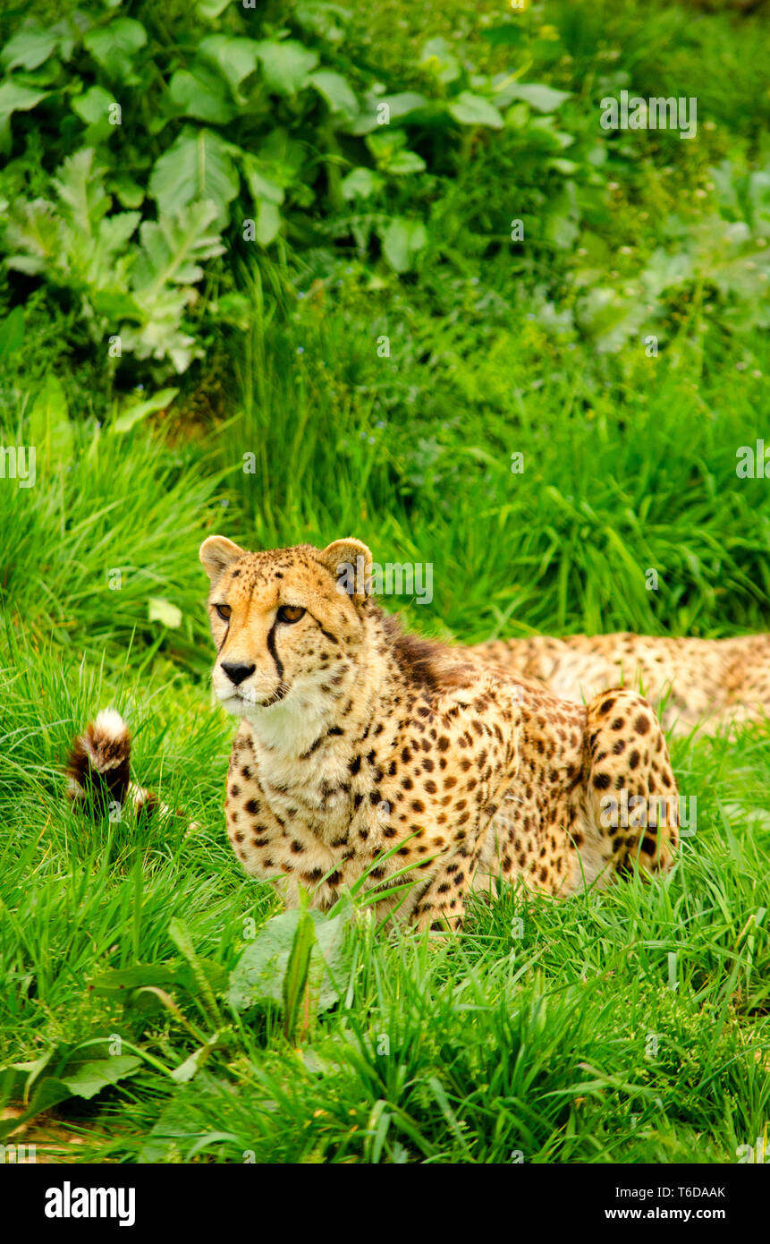 Cheetah predator hi-res stock photography and images - Alamy