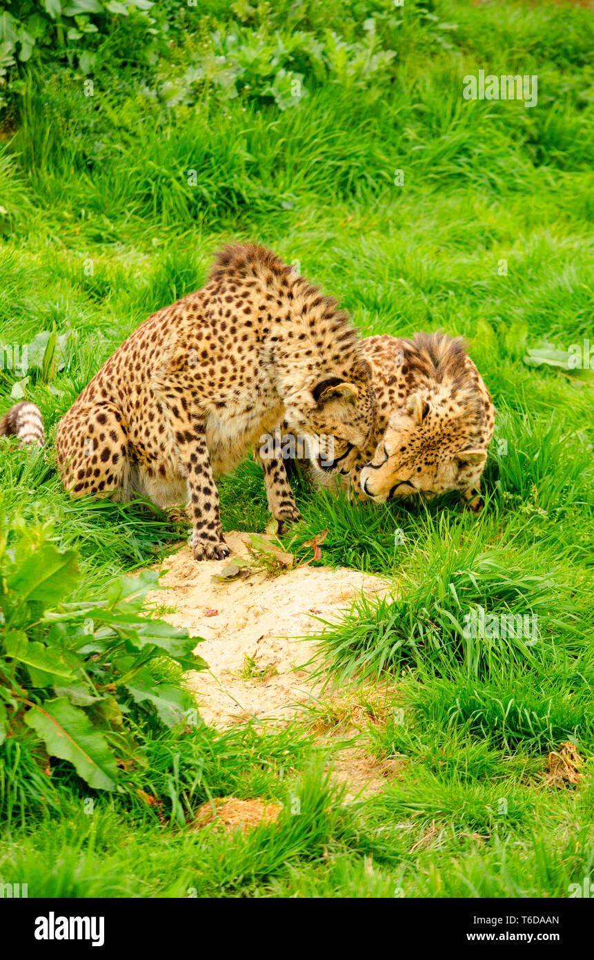 Cheetah predator hi-res stock photography and images - Alamy