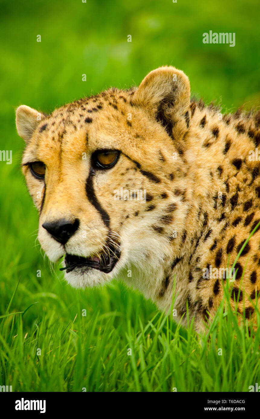 Cheetah predator hi-res stock photography and images - Alamy