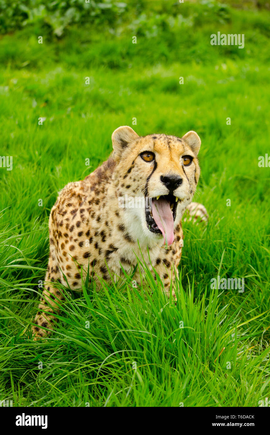 Cheetah yawn hi-res stock photography and images - Alamy