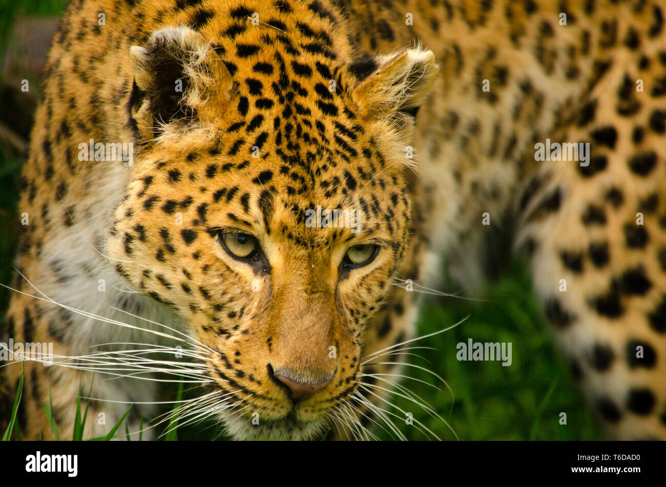 Baby North Chinese Leopard