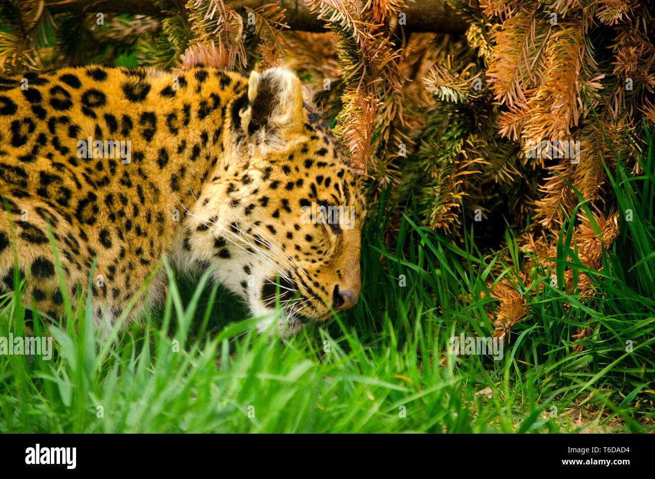 Chinese leopard hi-res stock photography and images - Alamy