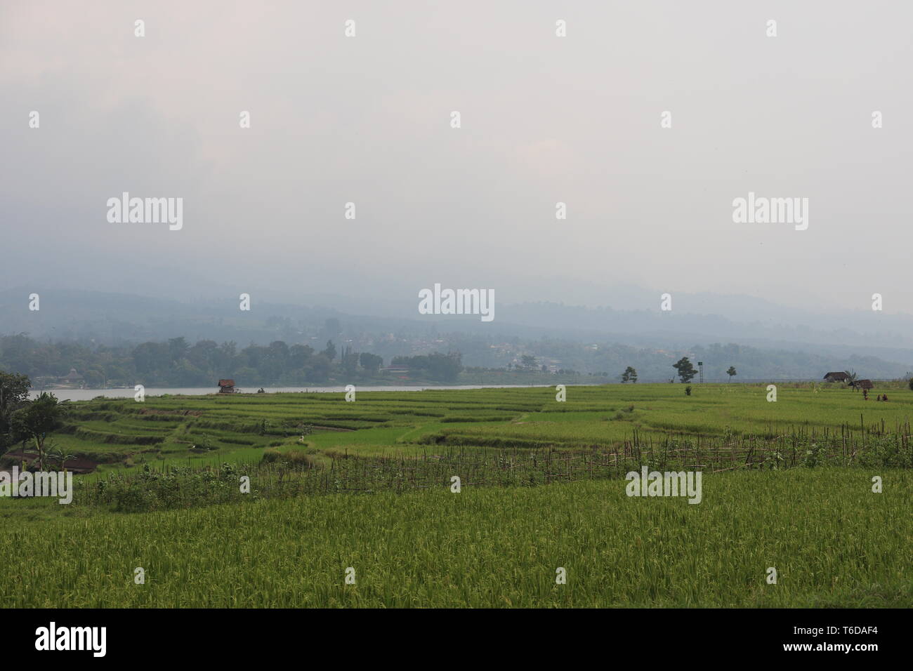the center of a vast rice plantation, expanse of green fields ...