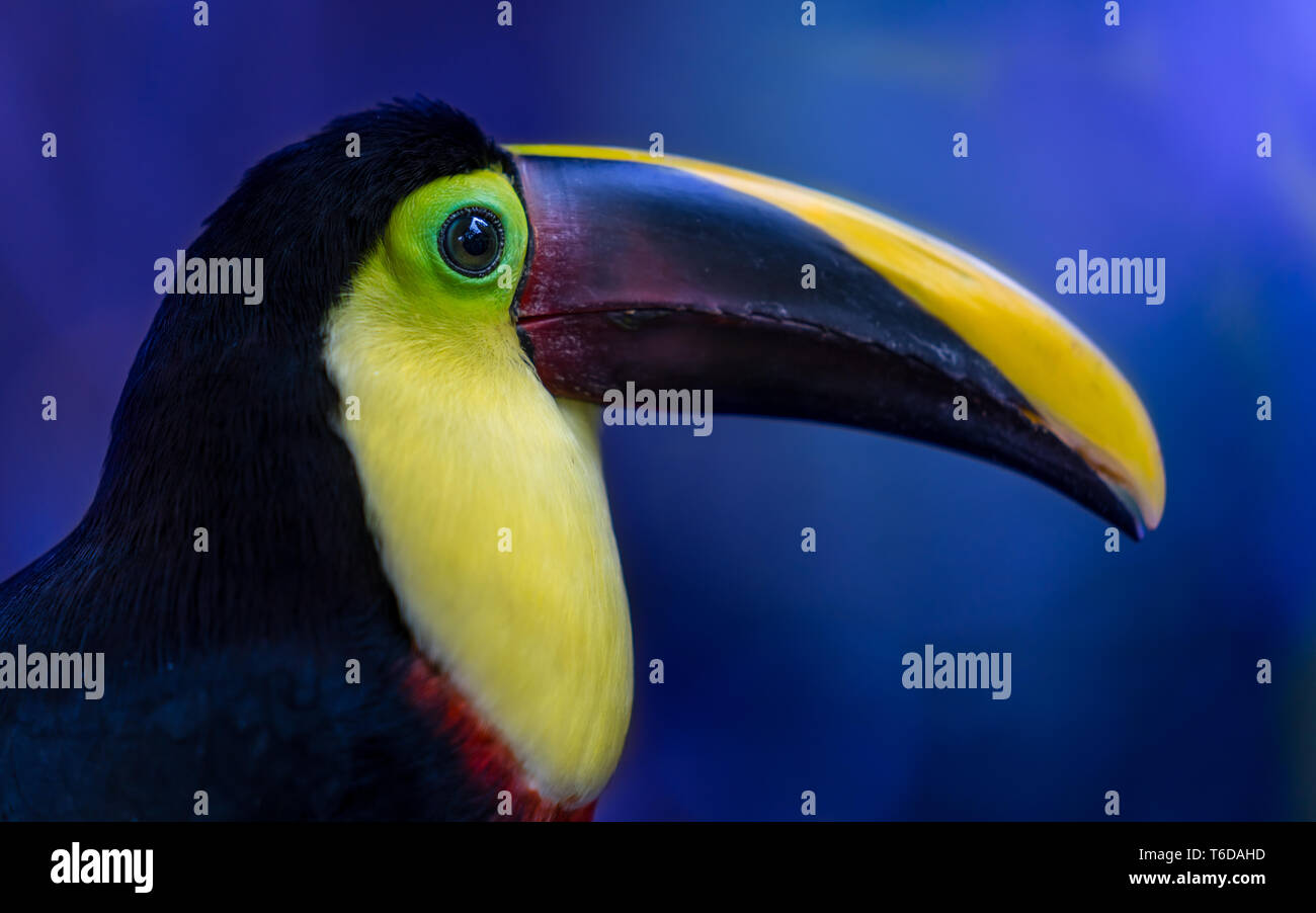 A portrait of a beautiful black-mandibled toucan (Ramphastos ambiguus ...