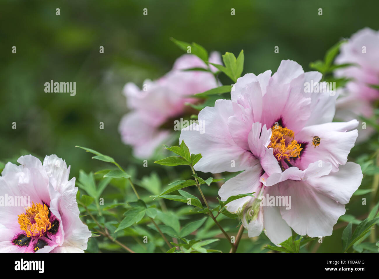 Mountain Tree Peony (Paeonia suffruticosa) in garden. Bee pollen nectar ...