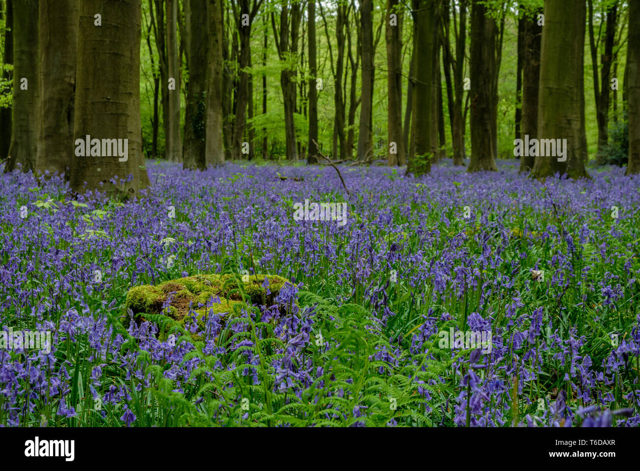 Micheldever Woods in Spring showing Bluebells and Beech Trees ...