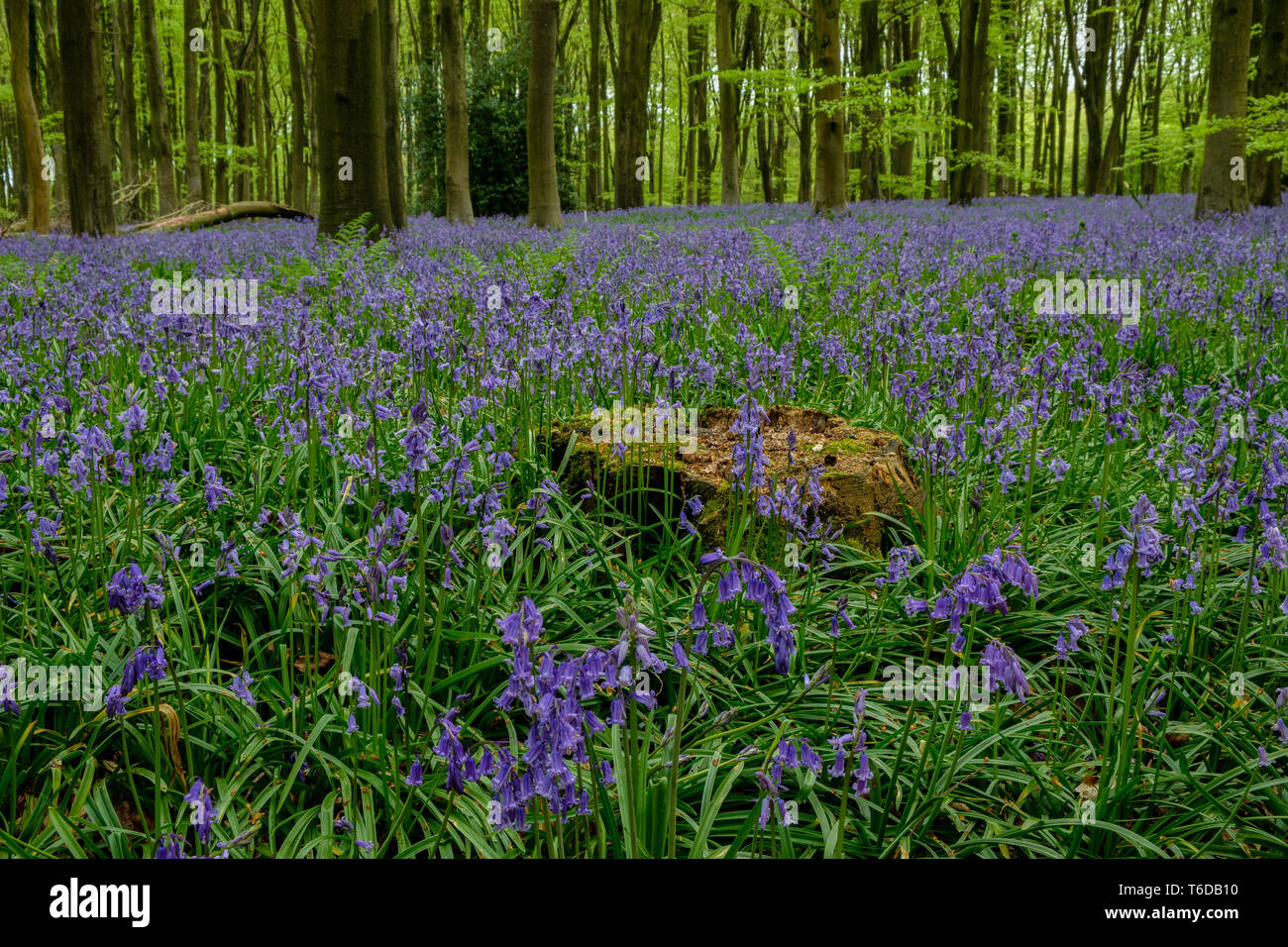Micheldever Woods in Spring showing Bluebells and Beech Trees ...
