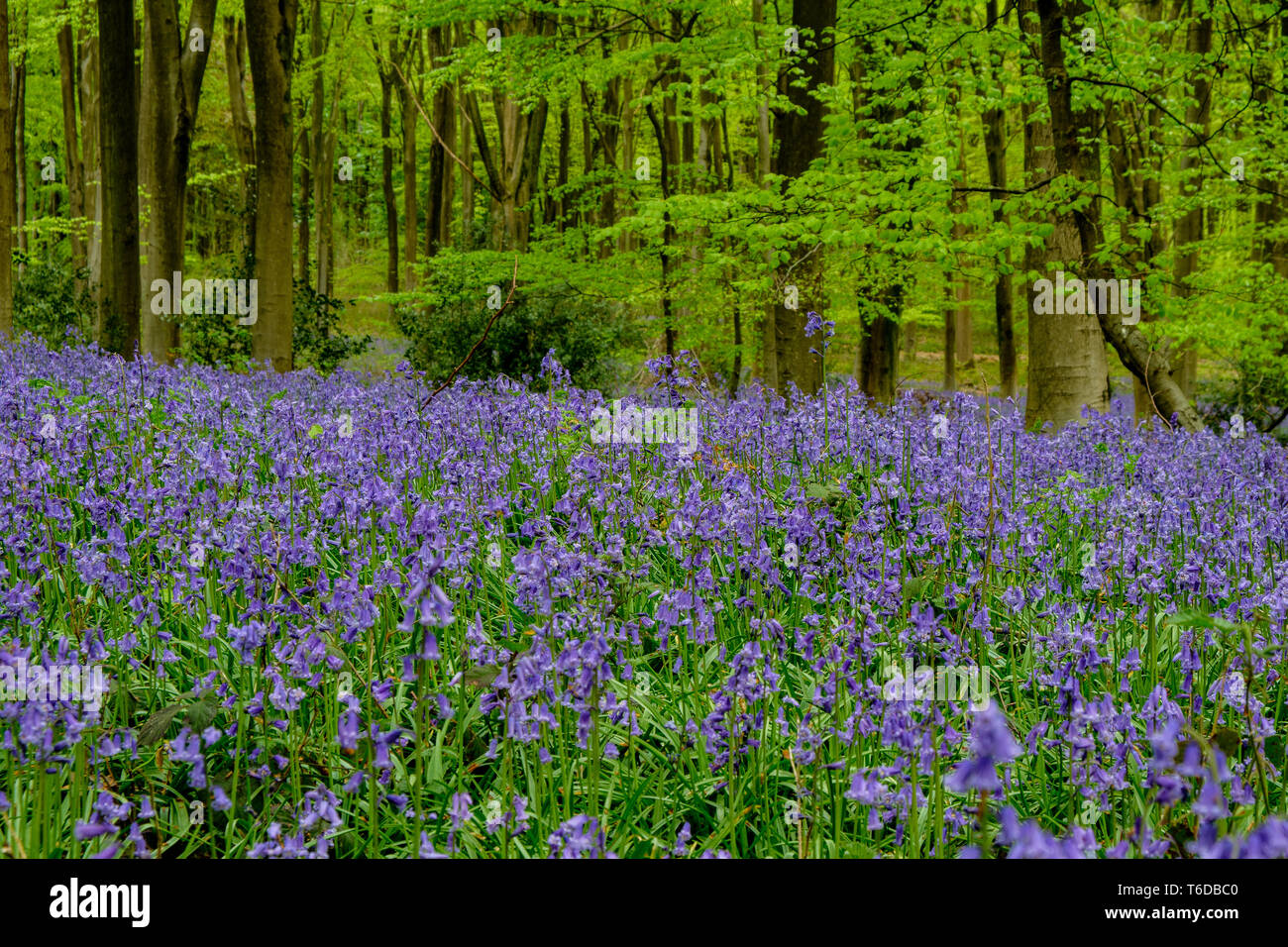 Micheldever Woods in Spring showing Bluebells and Beech Trees ...