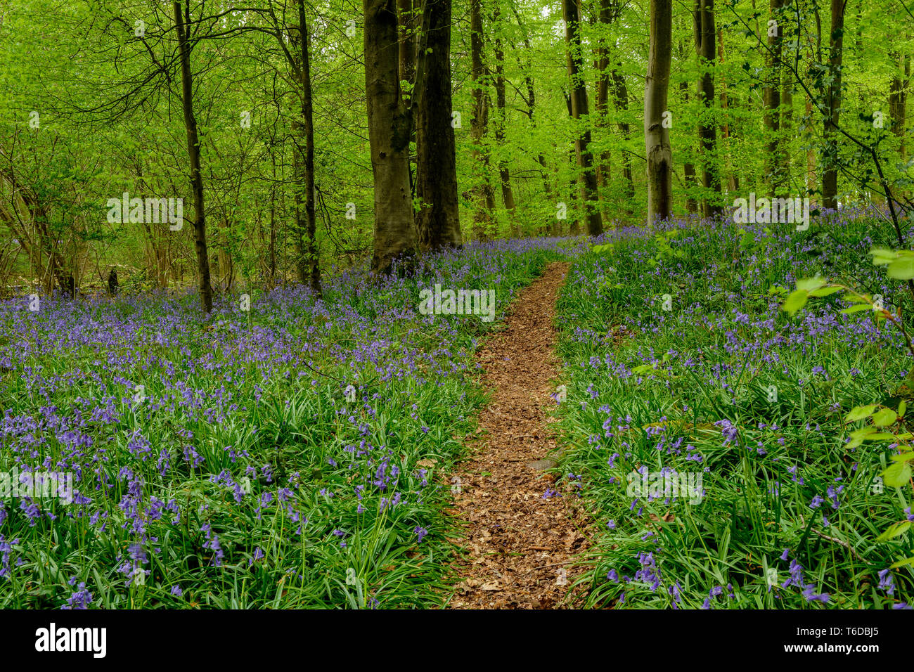Woodland Pathway through Micheldever Woods in Spring showing Bluebells ...