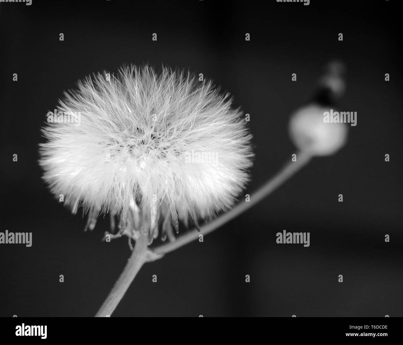 Airborne seed hi-res stock photography and images - Alamy