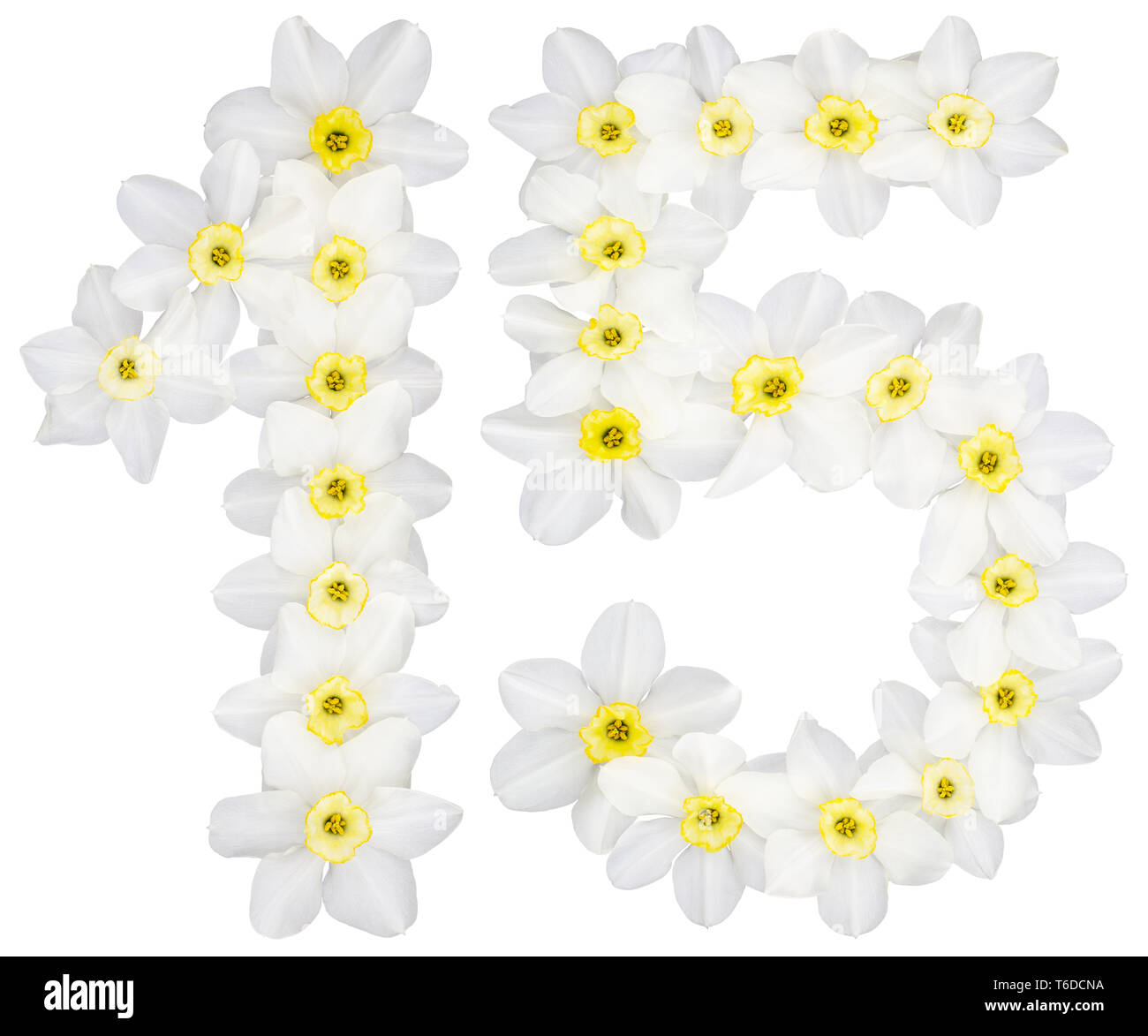 Numeral 15, fifteen, from natural white flowers of Daffodil (narcissus ...