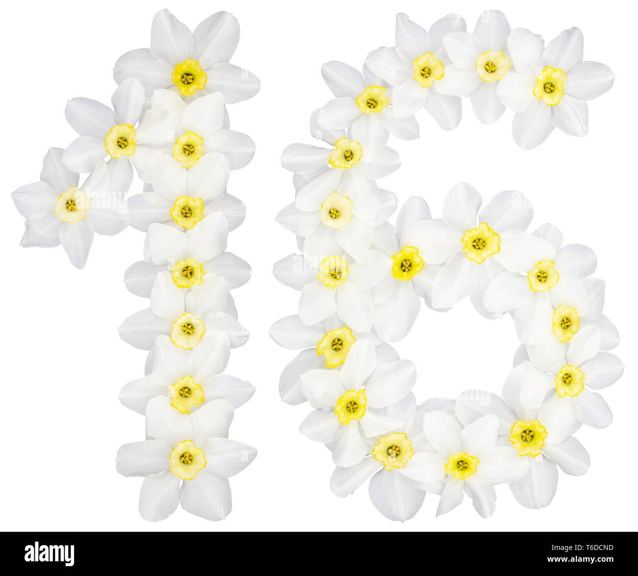 Numeral 16, sixteen, from natural white flowers of Daffodil (narcissus ...