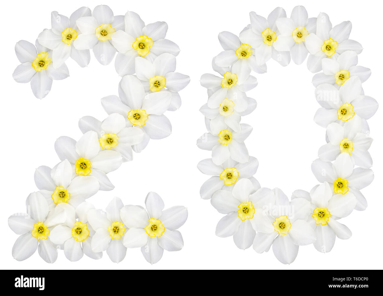 Numeral 20, twenty, from natural white flowers of Daffodil (narcissus ...
