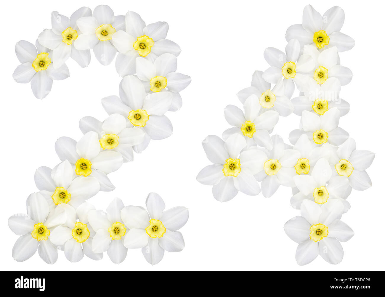 Numeral 24, twenty four, from natural white flowers of Daffodil ...