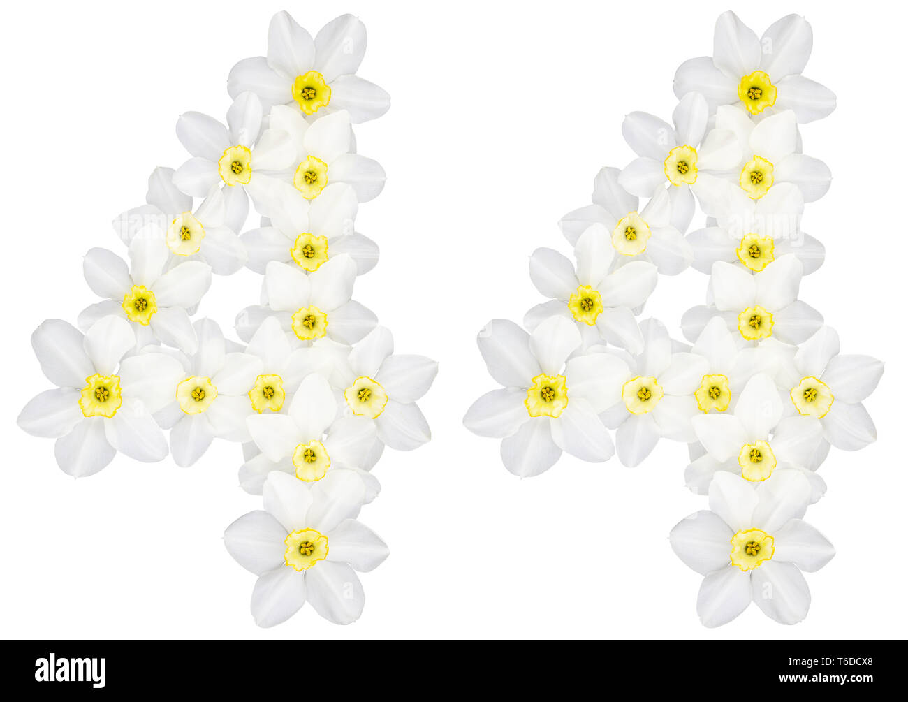 Numeral 44, forty four, from natural white flowers of Daffodil ...