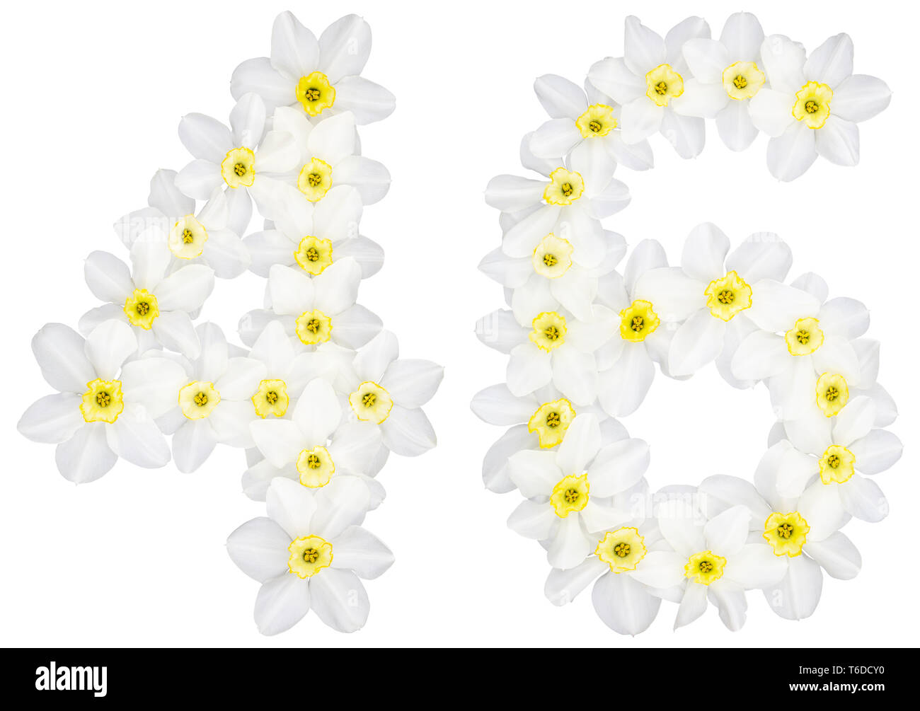 Numeral 46, forty six, from natural white flowers of Daffodil ...