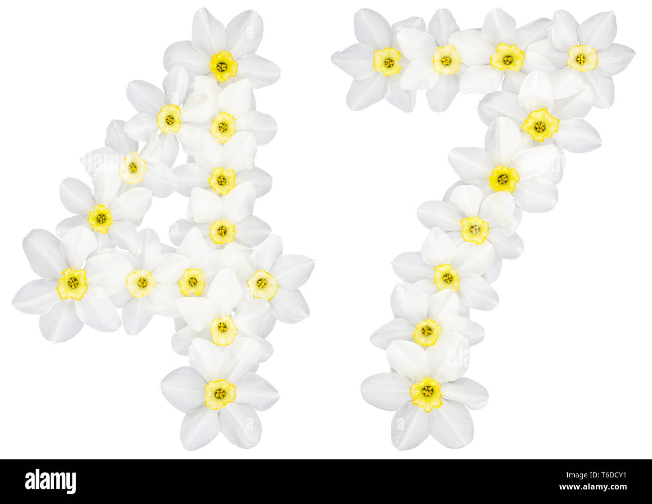 Numeral 47, forty seven, from natural white flowers of Daffodil ...