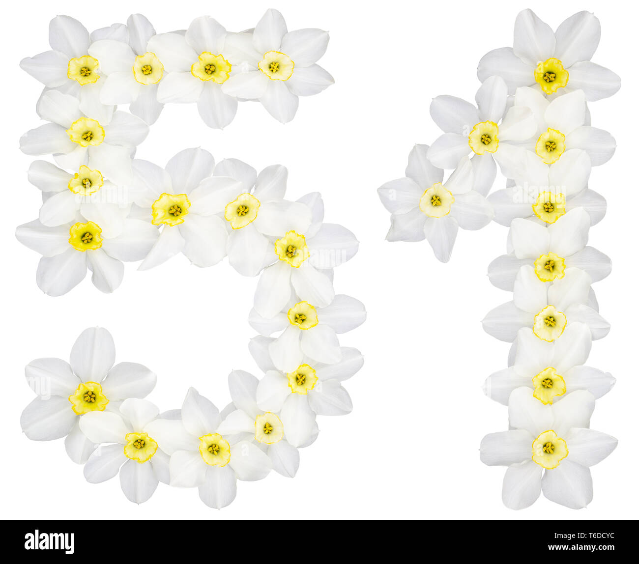 Numeral 51, fifty one, from natural white flowers of Daffodil ...