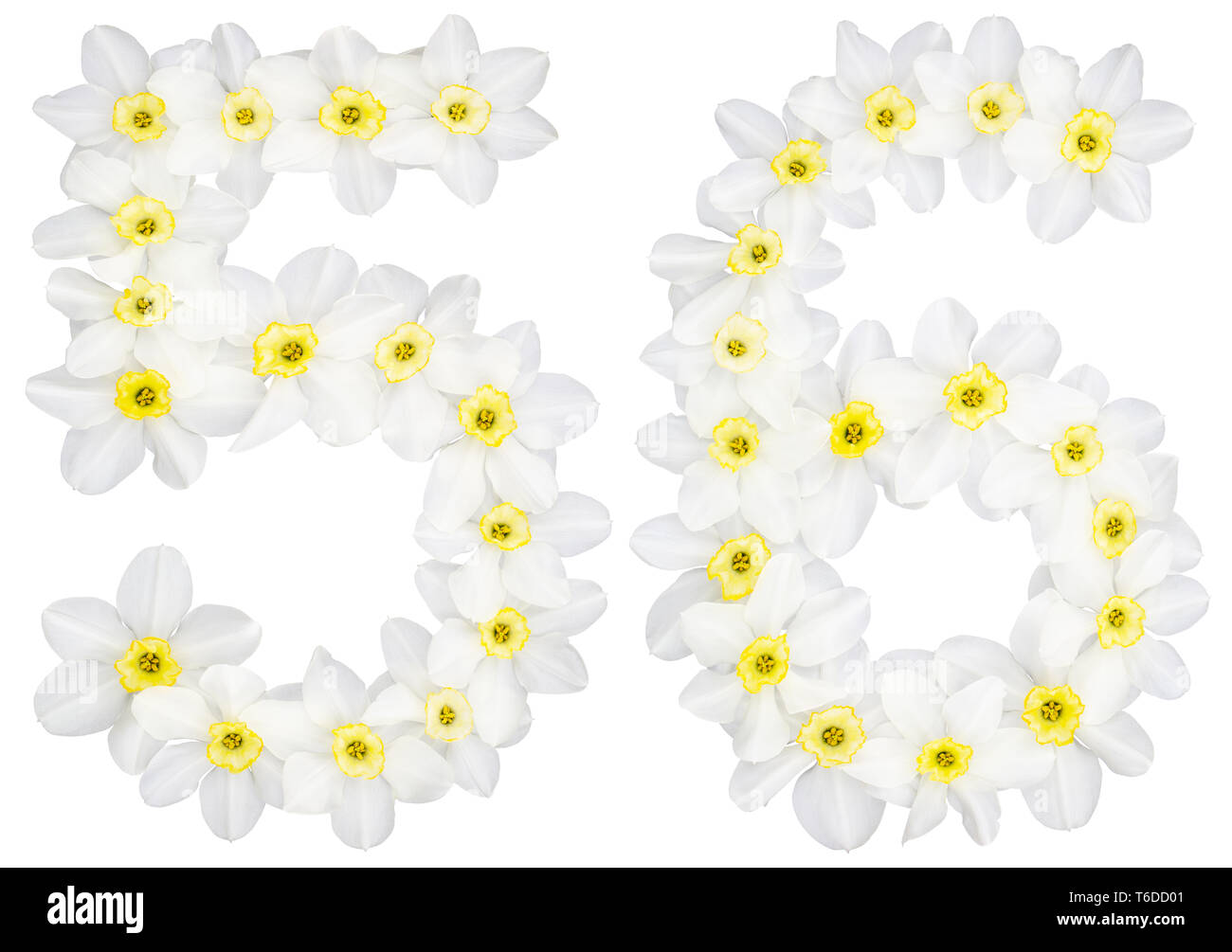 Numeral 56, fifty six, from natural white flowers of Daffodil ...